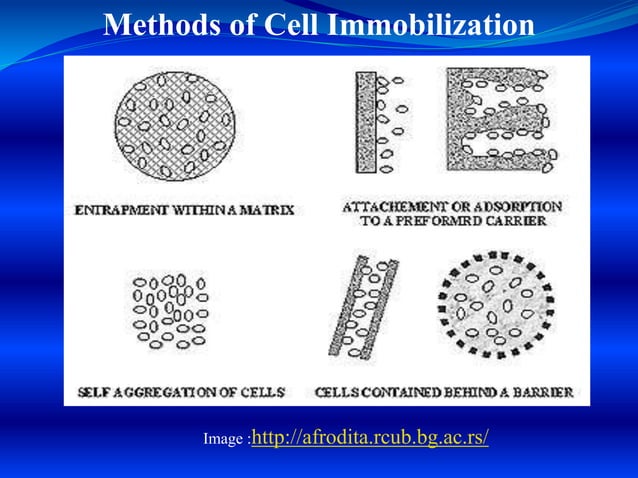 CELL IMMOBILIZATION SMG | PPT