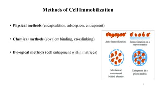 Cell Immobilization Methods and Applications.pptx