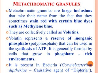 Inclusions In Bacteria
