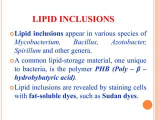 Inclusions In Bacteria