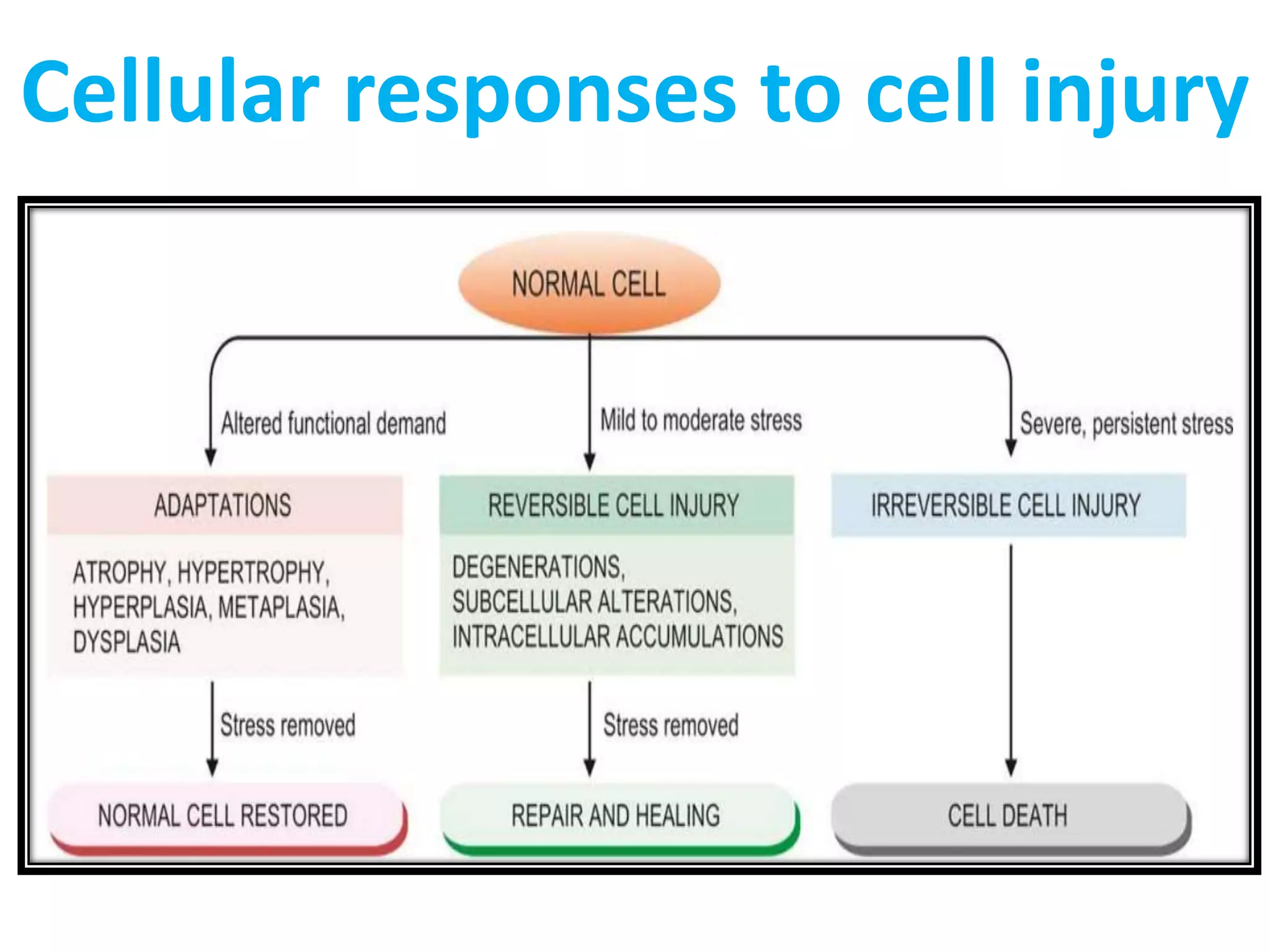 CELLULAR ADAPTATIONS AND CELL INJURY - Lecture 1 | PPTX
