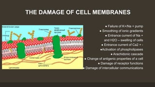 Cell injury-1.ppt