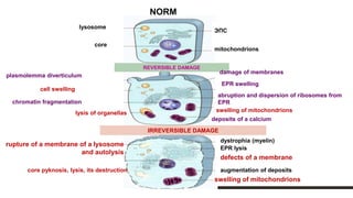 Cell injury-1.ppt