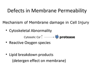 Cell injury | PPT