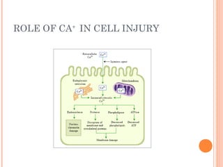 Cell injury | PPT | Chemistry | Science