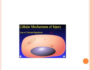 Cell injury | PPT