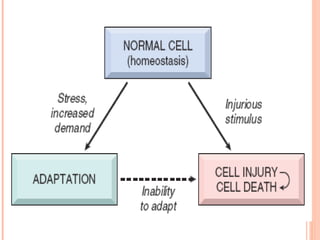 Cell injury | PPT | Chemistry | Science