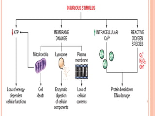 Cell injury | PPT