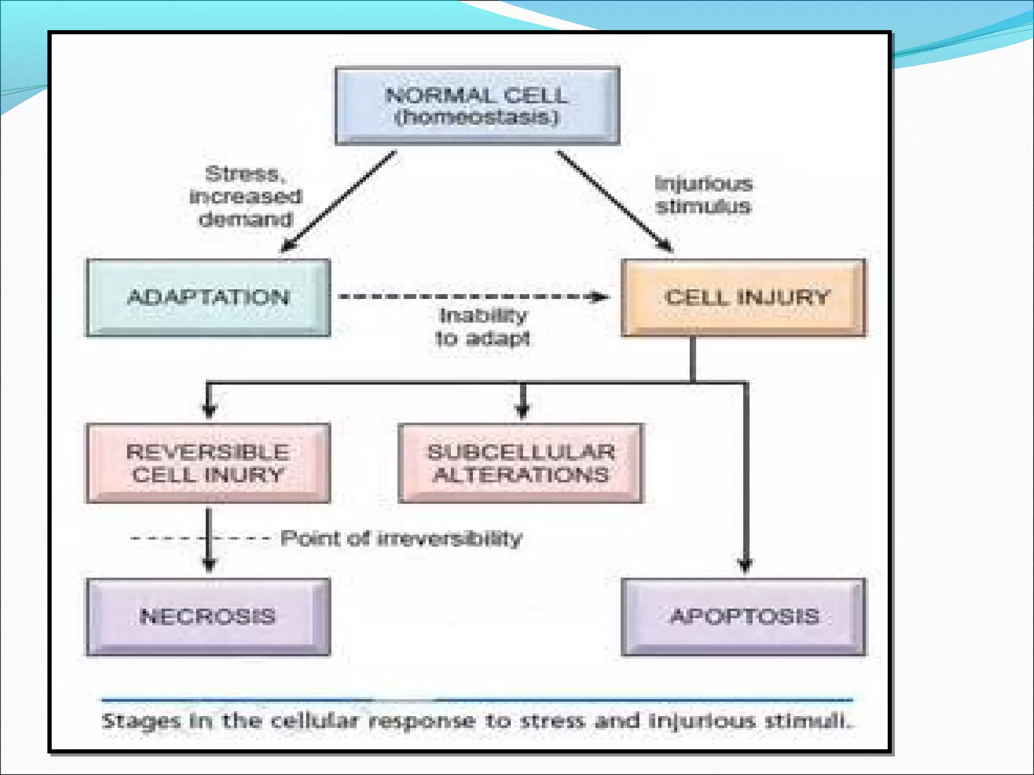 Cell injury | PPT