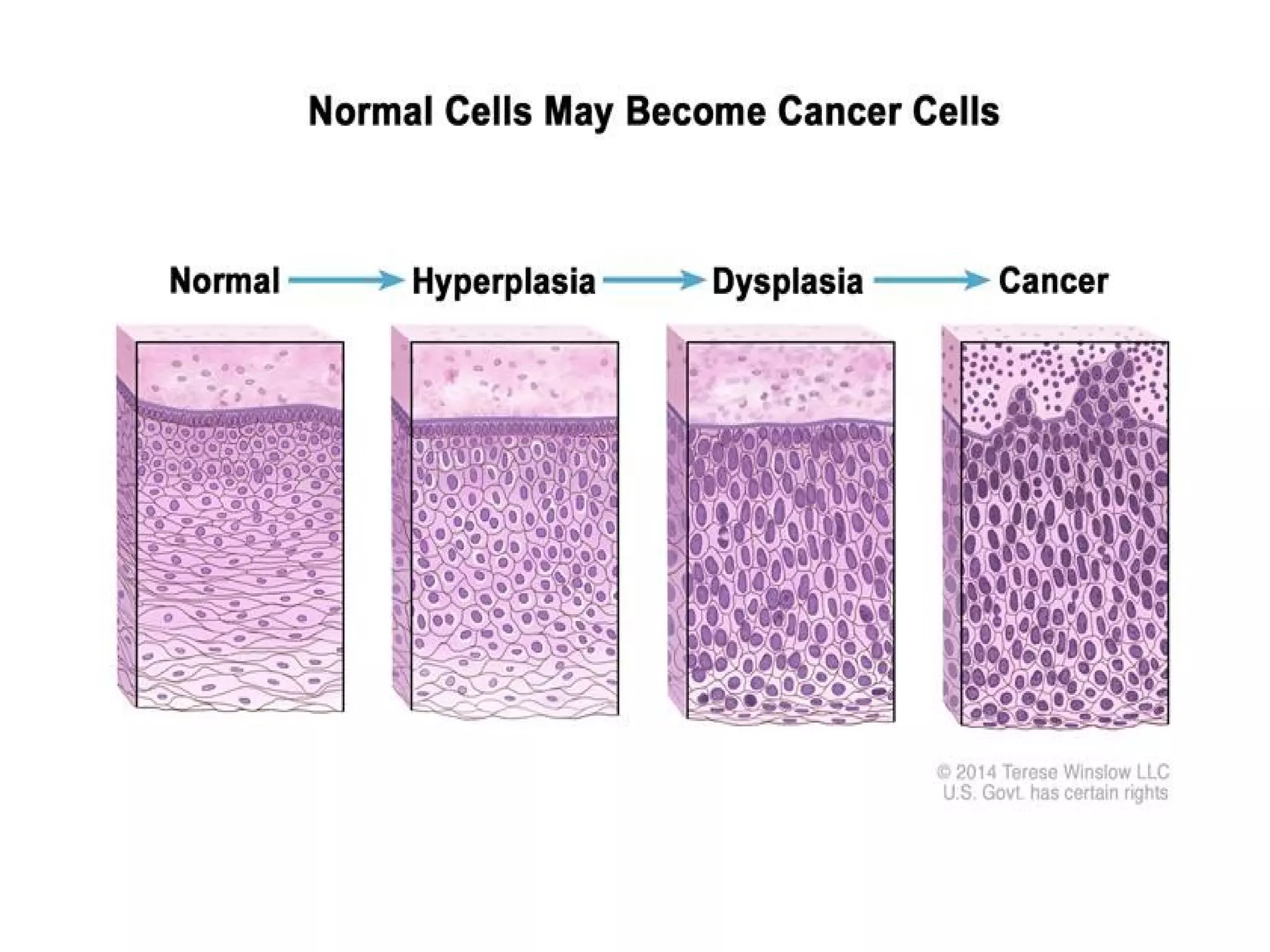 Cell injury-morphology | PPT