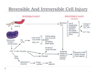 Cell injury | PPTX