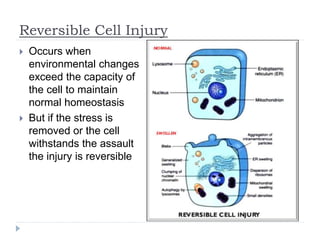 Cell injury | PPTX