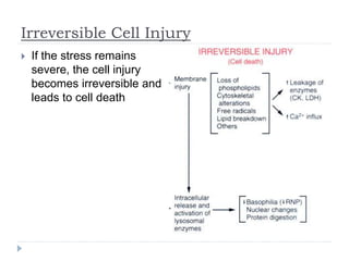Cell injury | PPTX