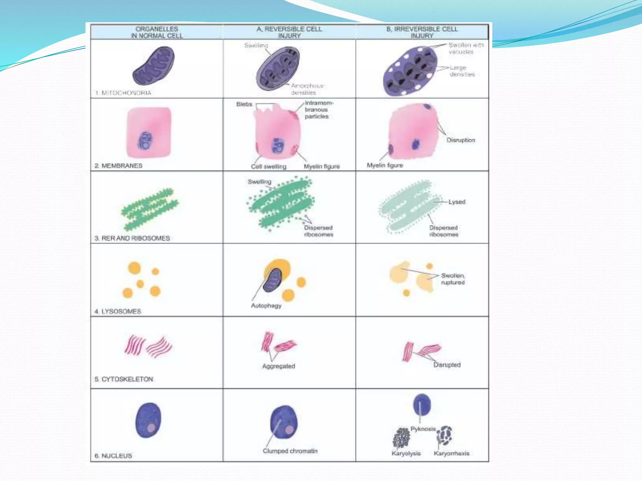 Cell injury, Etiology, Pathogenesis, & Morphology of cell Injury | PPTX