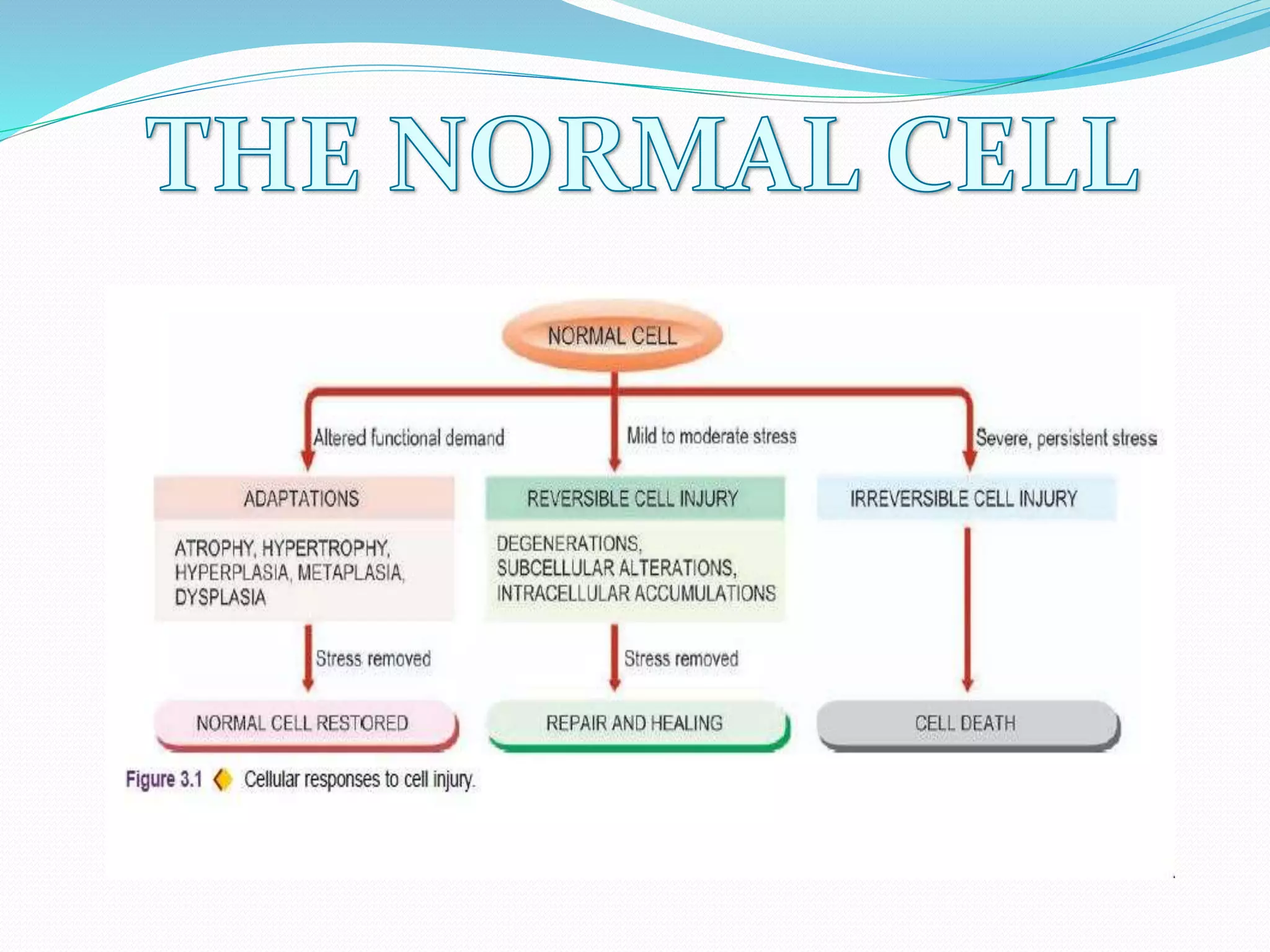 Cell injury, Etiology, Pathogenesis, & Morphology of cell Injury | PPTX