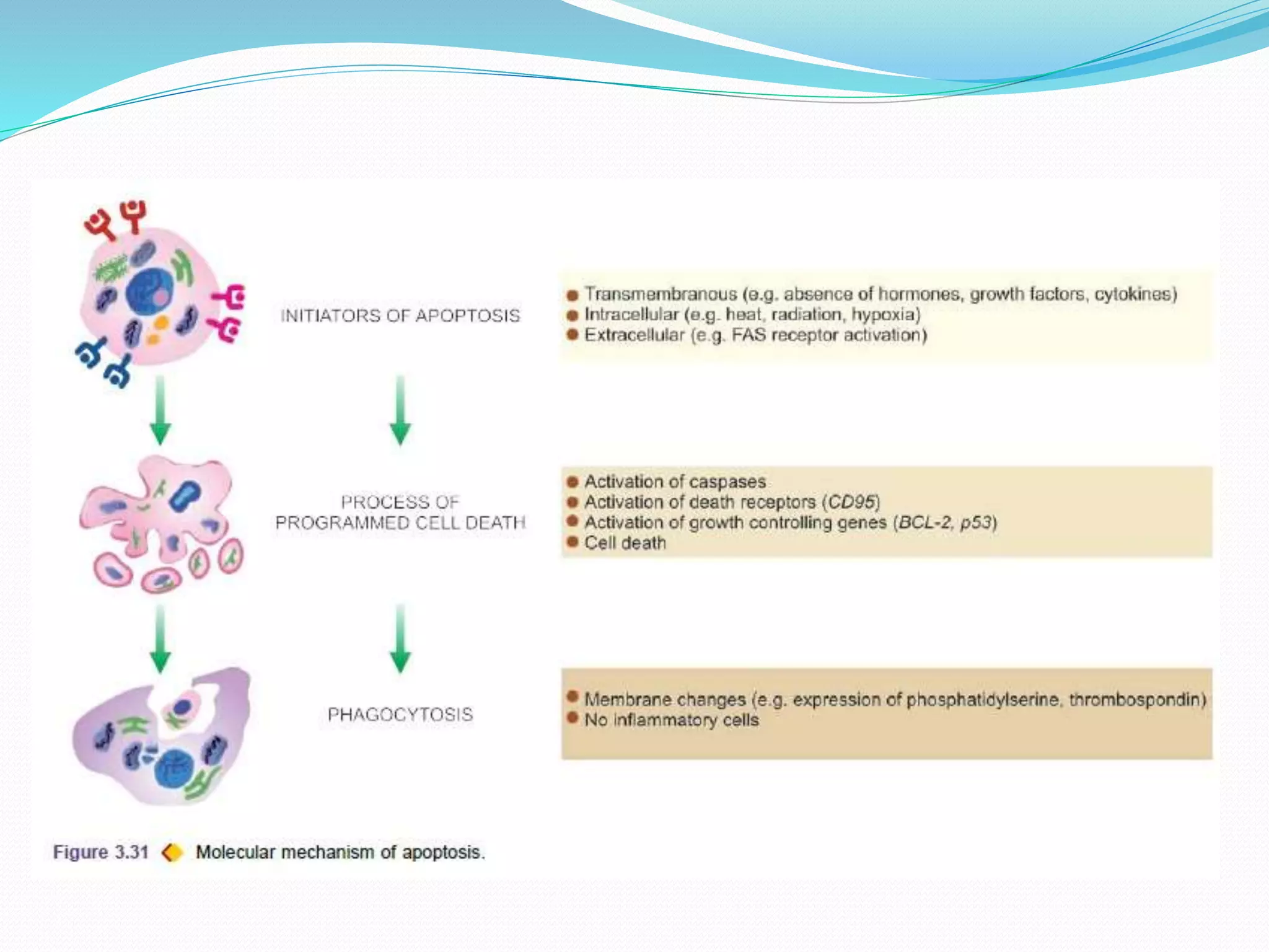 Cell injury, Etiology, Pathogenesis, & Morphology of cell Injury | PPTX