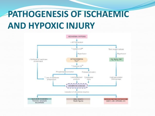 Cell injury, Etiology, Pathogenesis, & Morphology of cell Injury | PPTX
