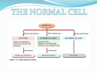 Cell injury, Etiology, Pathogenesis, & Morphology of cell Injury | PPTX