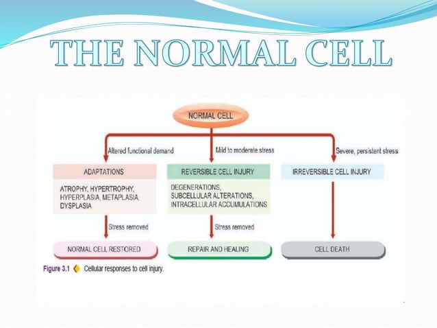 Cell injury, Etiology, Pathogenesis, & Morphology of cell Injury | PPTX