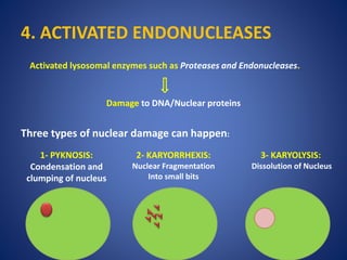 Cell injury | PPTX