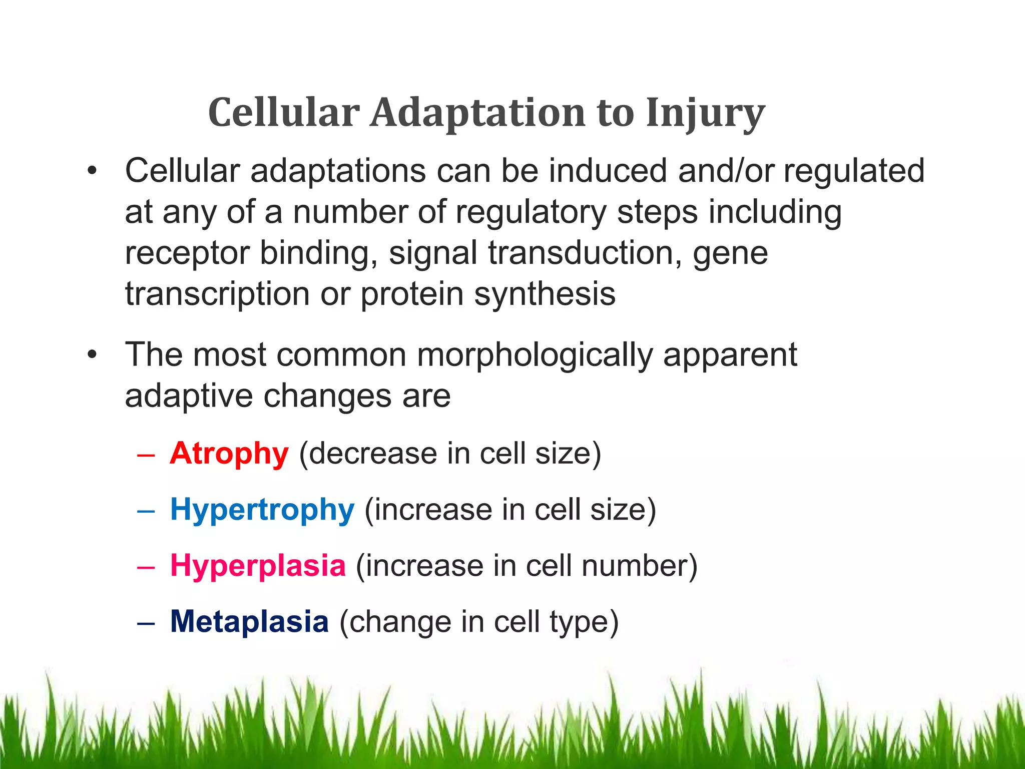 Cell injury, adaptations and death | PPTX