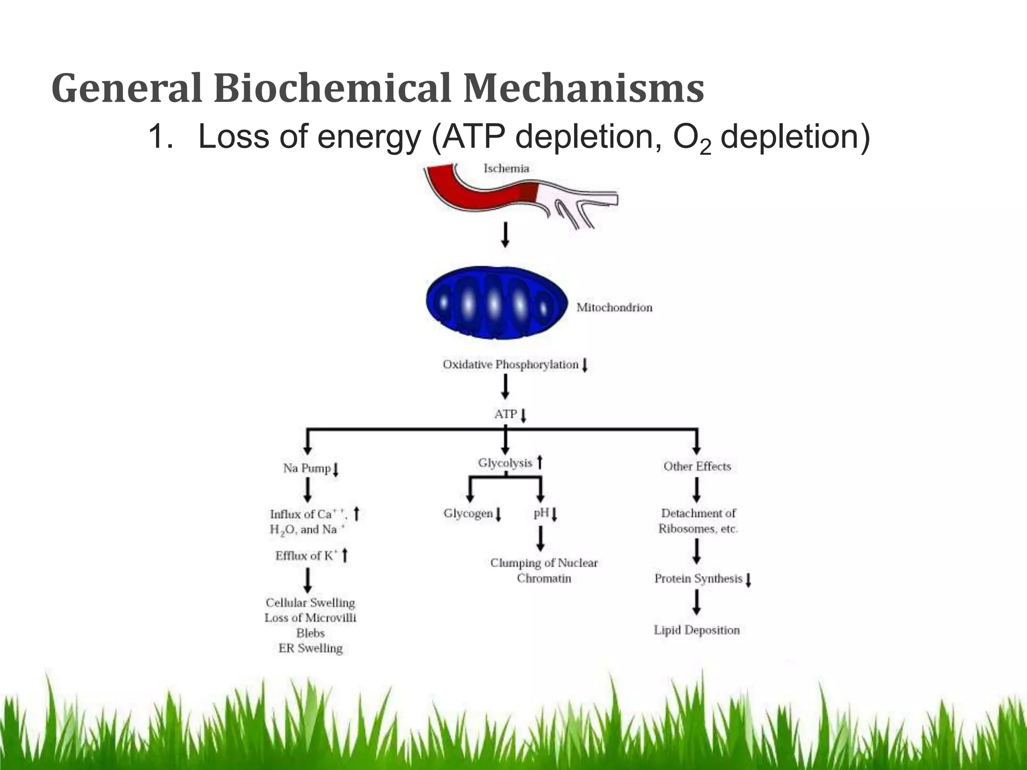 Cell injury, adaptations and death | PPTX
