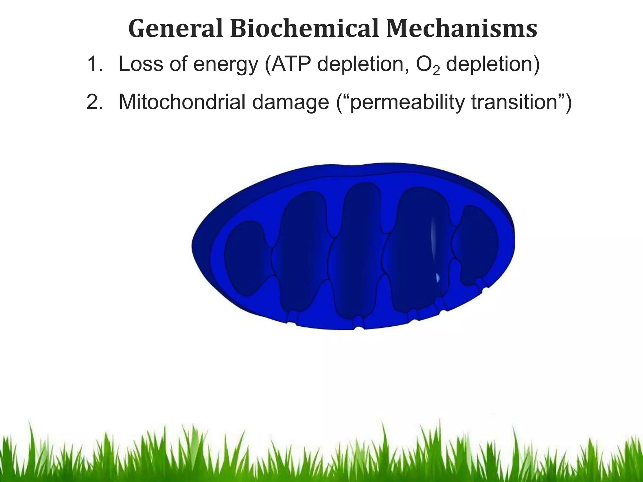 Cell injury, adaptations and death | PPTX