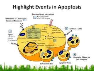 Cell injury, adaptations and death | PPTX