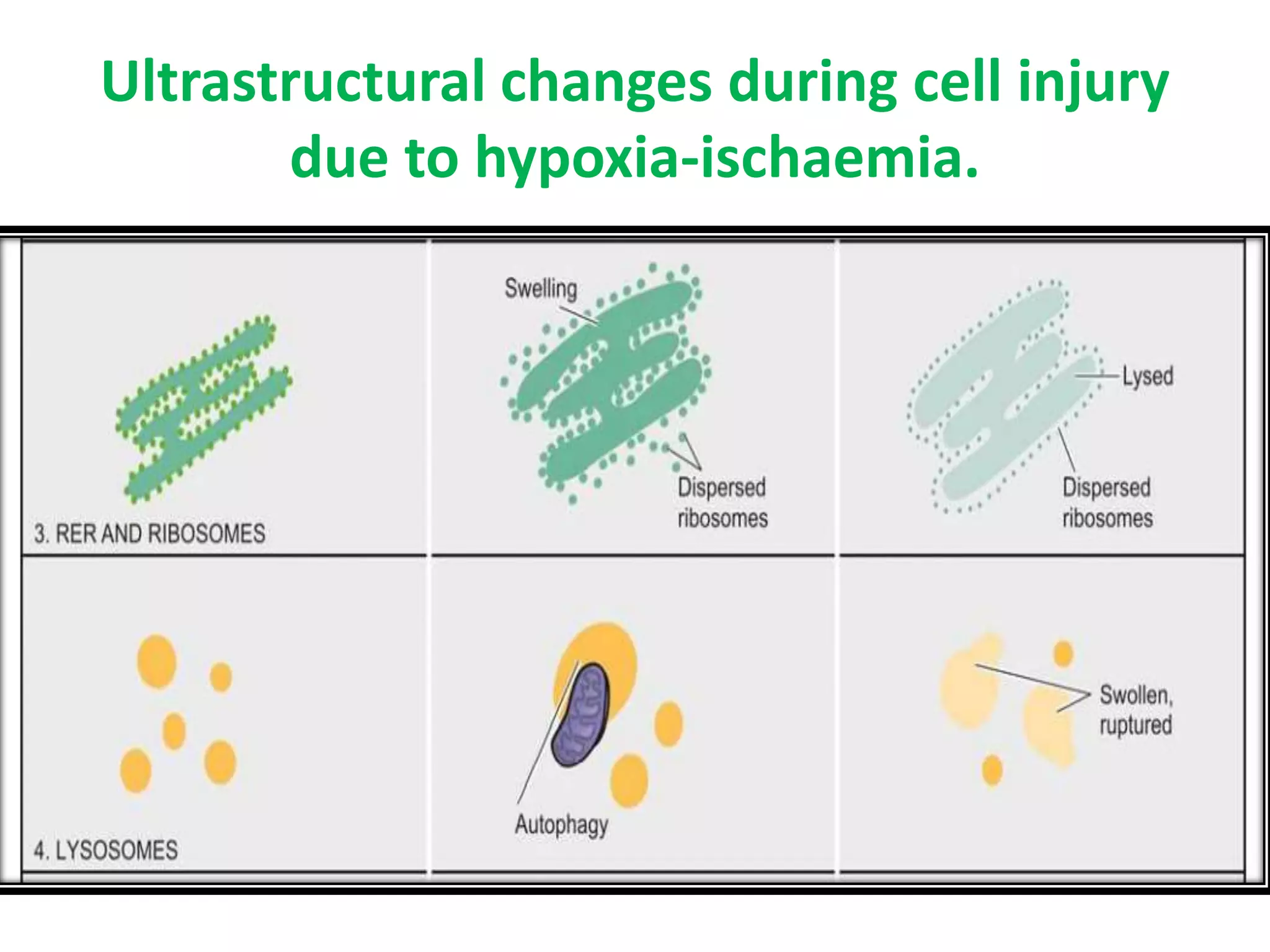 Pathogenesis of Cell Injury | PPTX