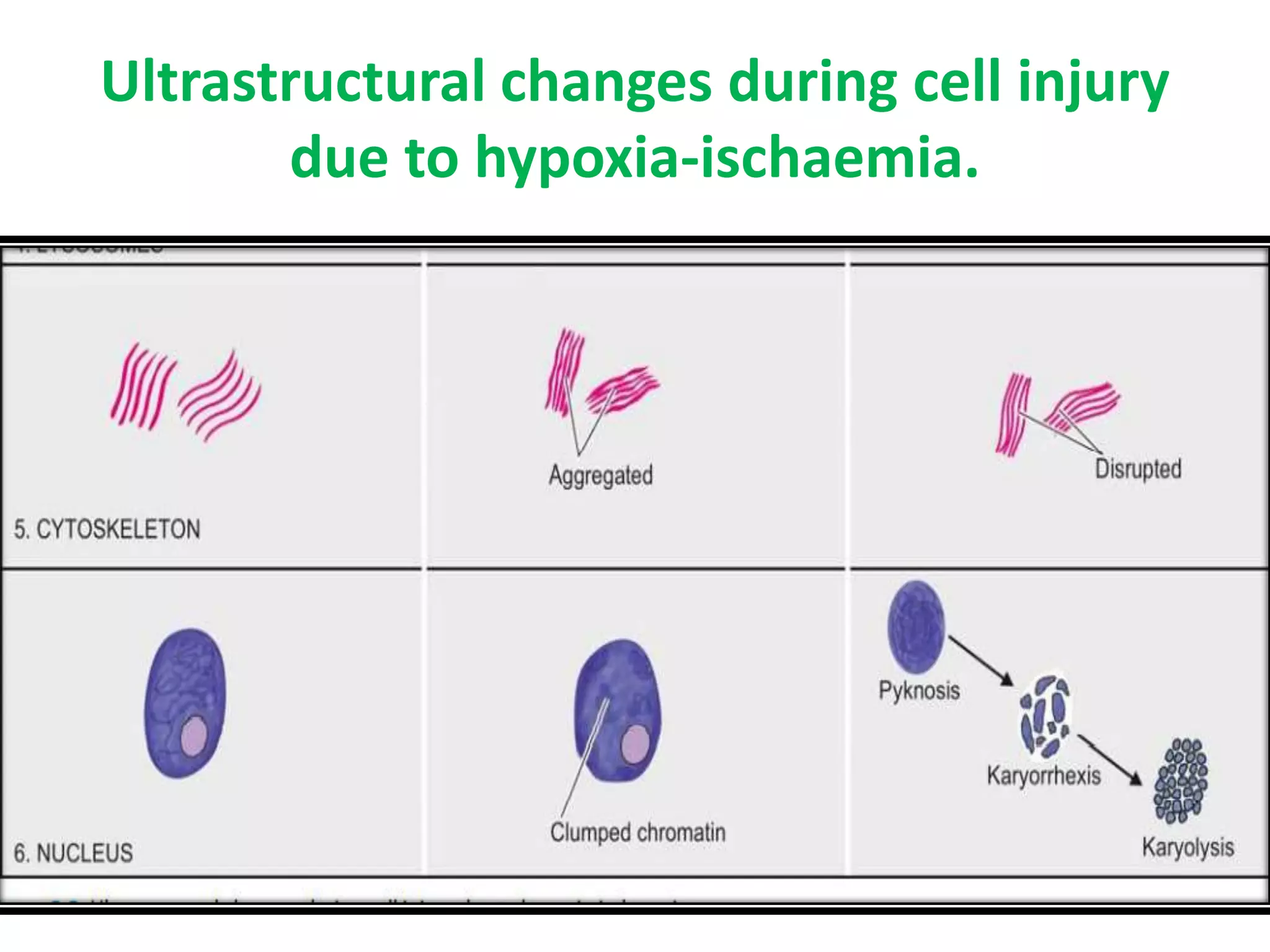Pathogenesis of Cell Injury | PPTX