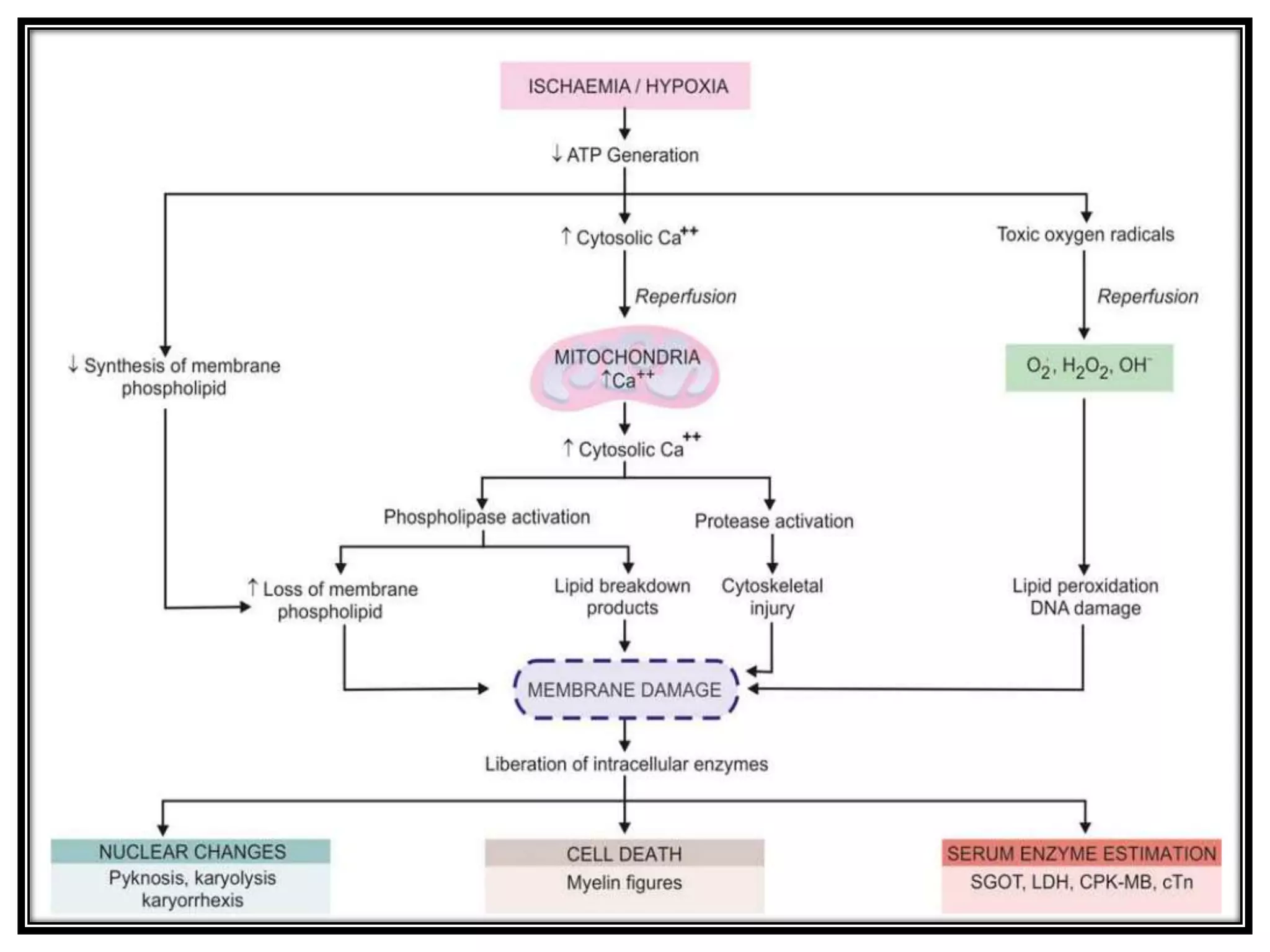 Pathogenesis of Cell Injury | PPTX