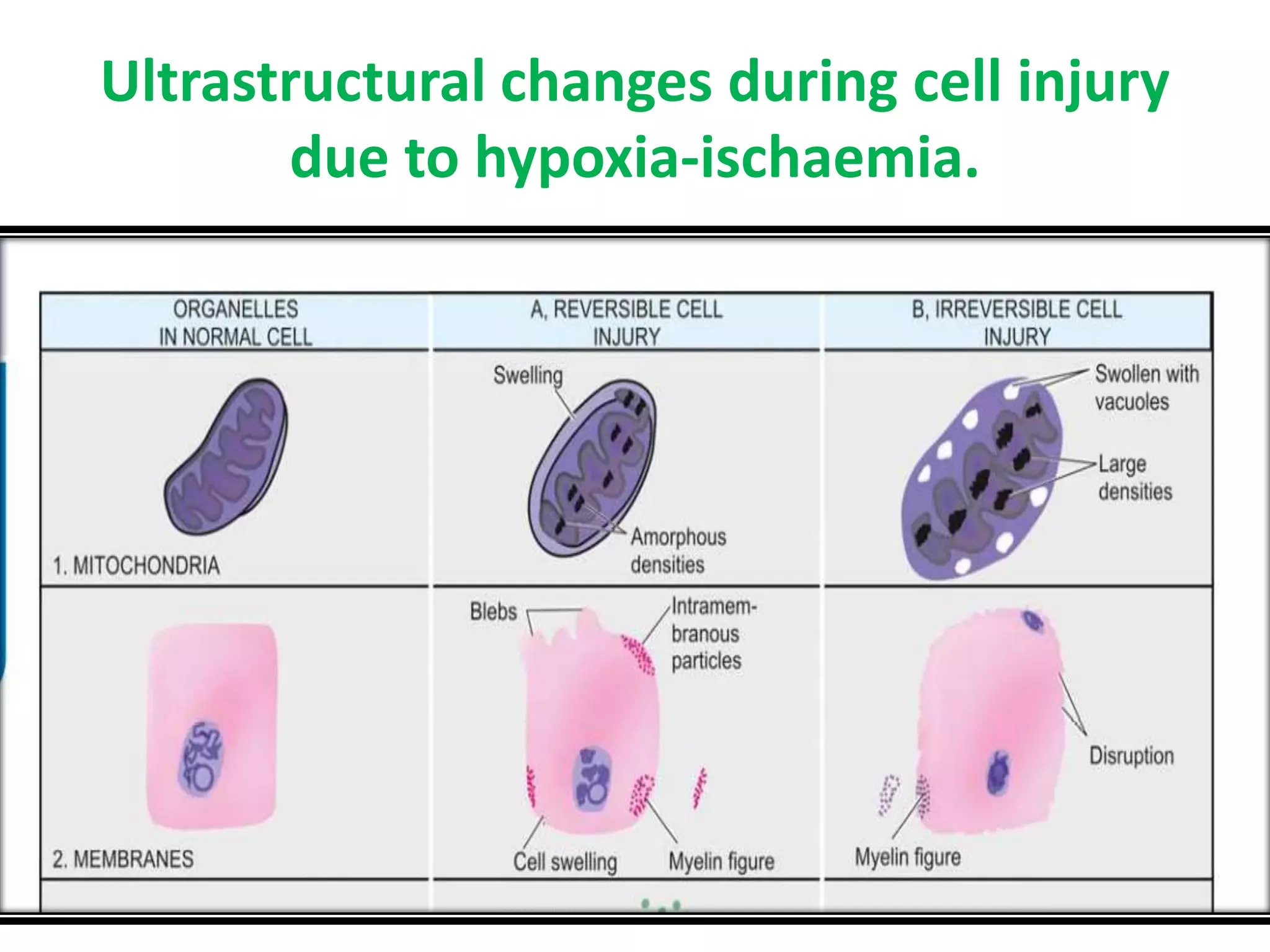 Pathogenesis of Cell Injury | PPTX