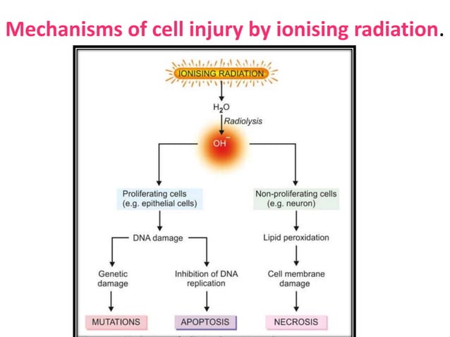 Pathogenesis of Cell Injury