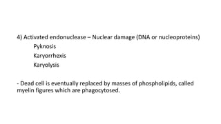 Cell Injury.pdf