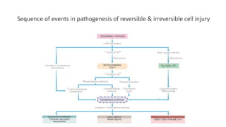 Cell Injury.pdf