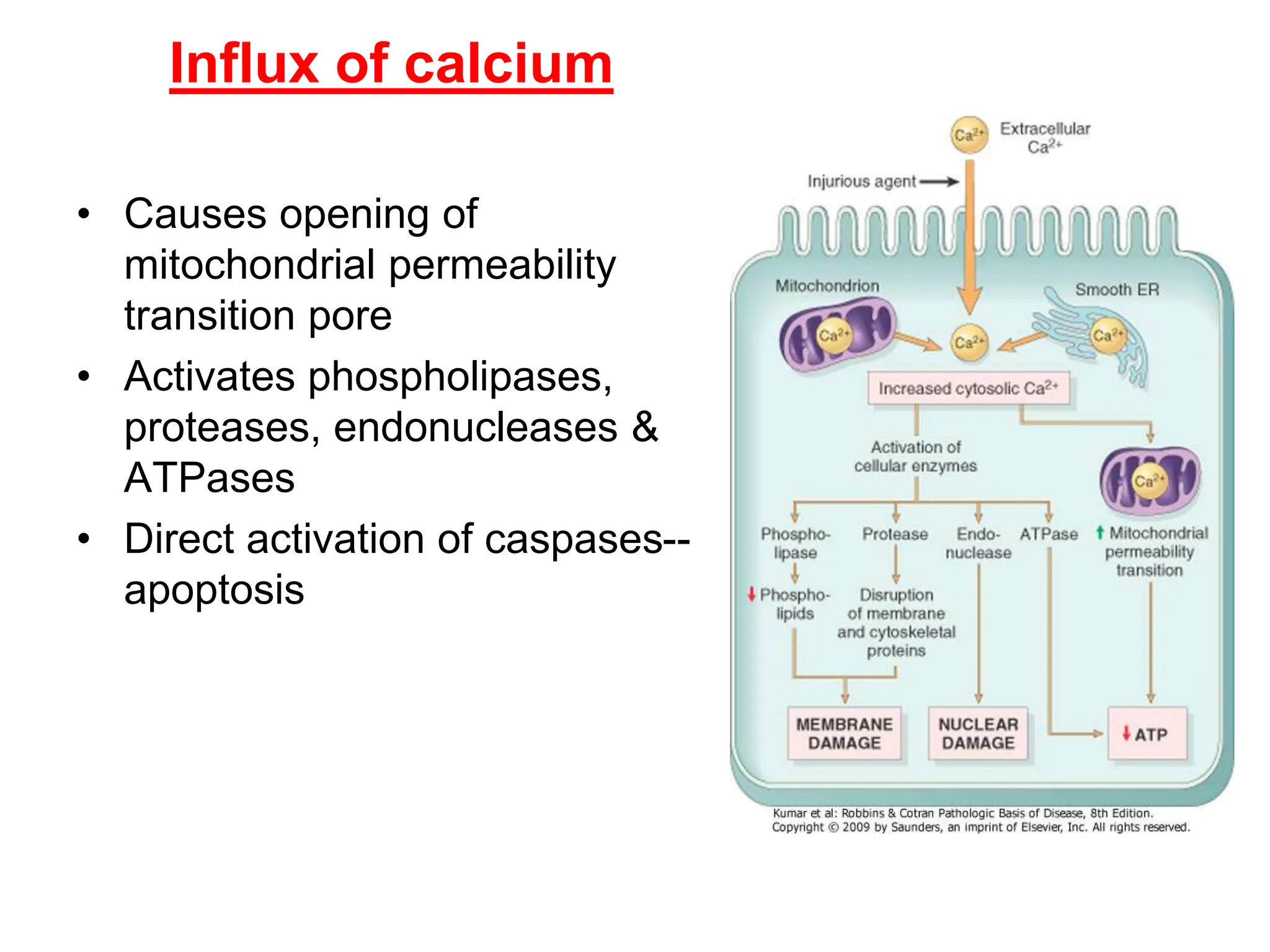 mech of cell injury, adaptation, necrosis.ppt