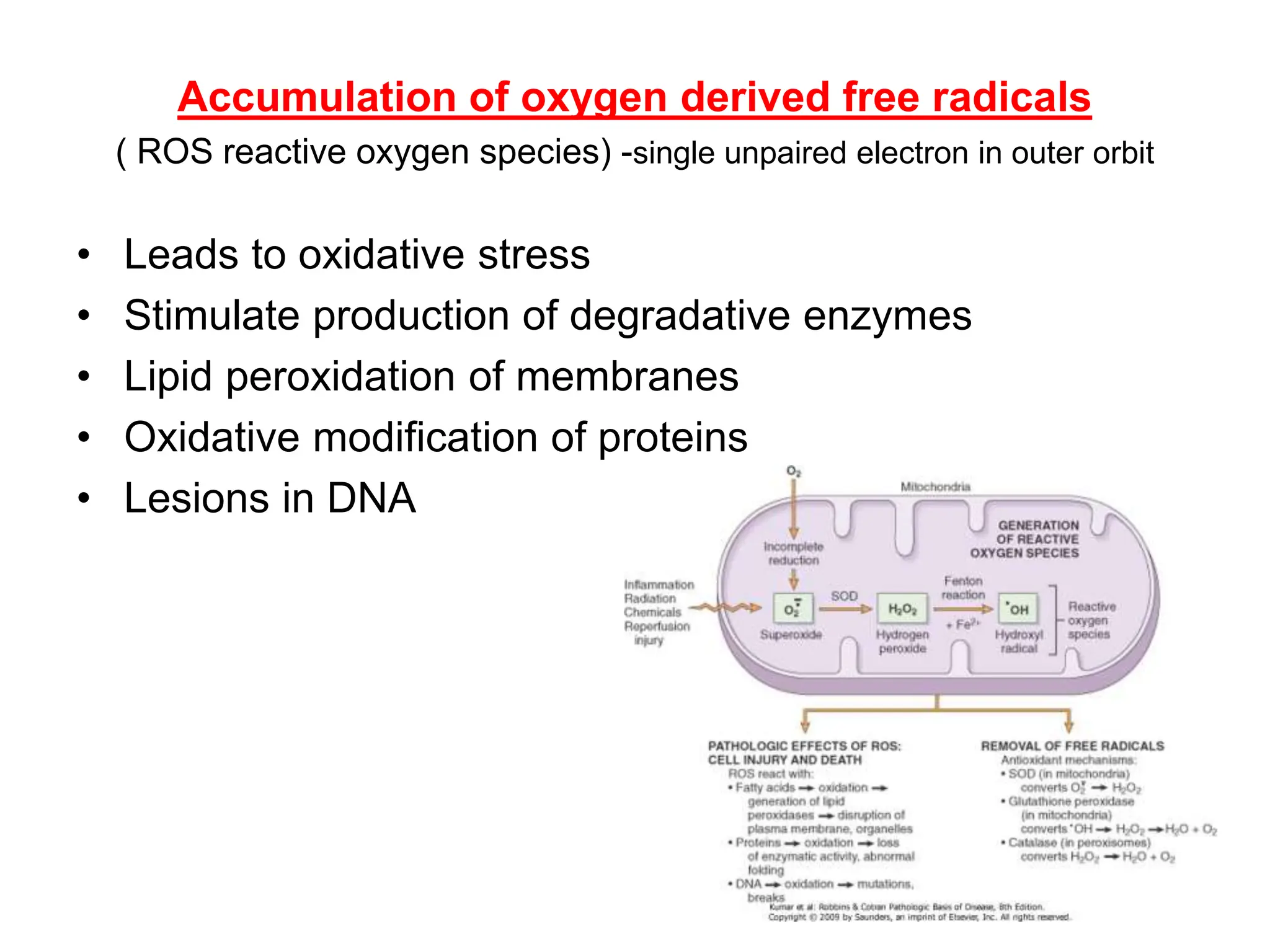 mech of cell injury, adaptation, necrosis.ppt