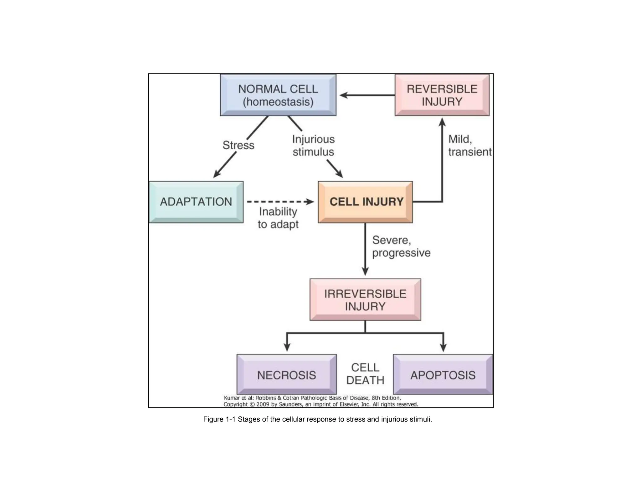 mech of cell injury, adaptation, necrosis.ppt