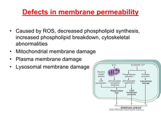 mech of cell injury, adaptation, necrosis.ppt