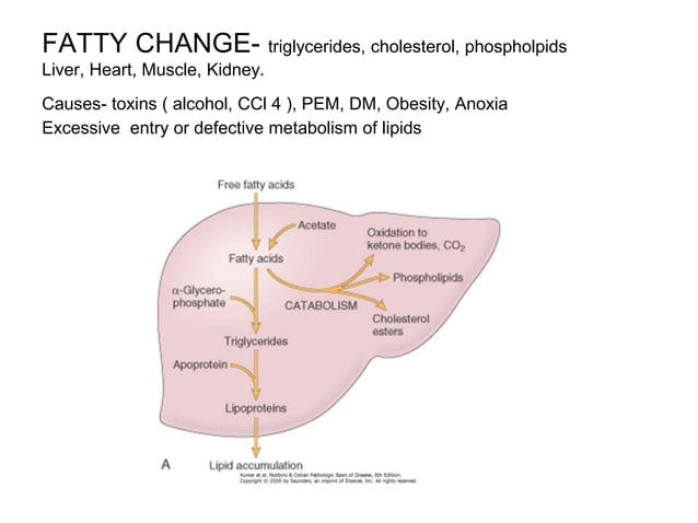 mech of cell injury, adaptation, necrosis.ppt