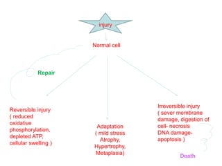 mech of cell injury, adaptation, necrosis.ppt