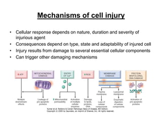 mech of cell injury, adaptation, necrosis.ppt