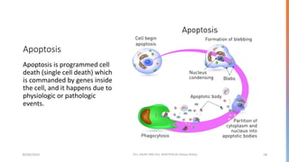 Cell injury and Cellular Adaption Dr Akshay Shetty.pptx