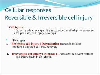 cell Injury for paramedical courses first year | PPT