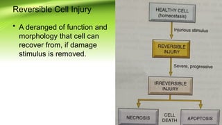 Cell Injury pathology lecture medical.pptx
