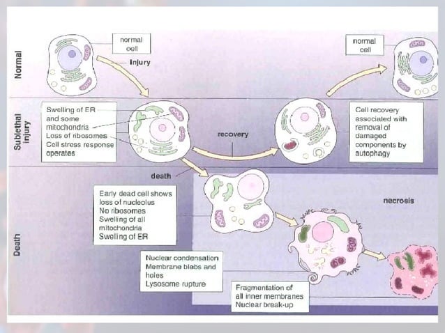 CELL INJURY (Reversible OR Irreversible Cell Injury | PPTX