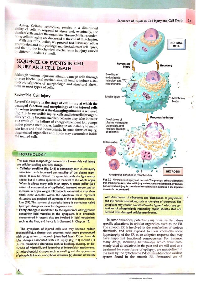 CELL INJURY.pdf in radiography in juries | PDF