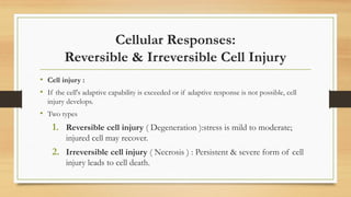 Cell Injury ppt reversible and irreversible injury | PPTX