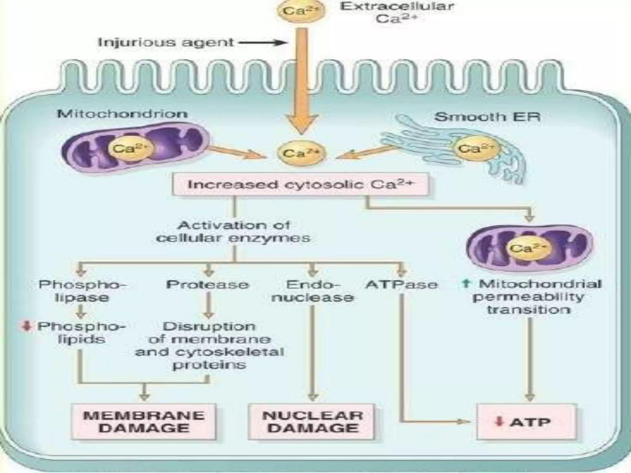 Cell injury etiology and pathogenesis | PPTX