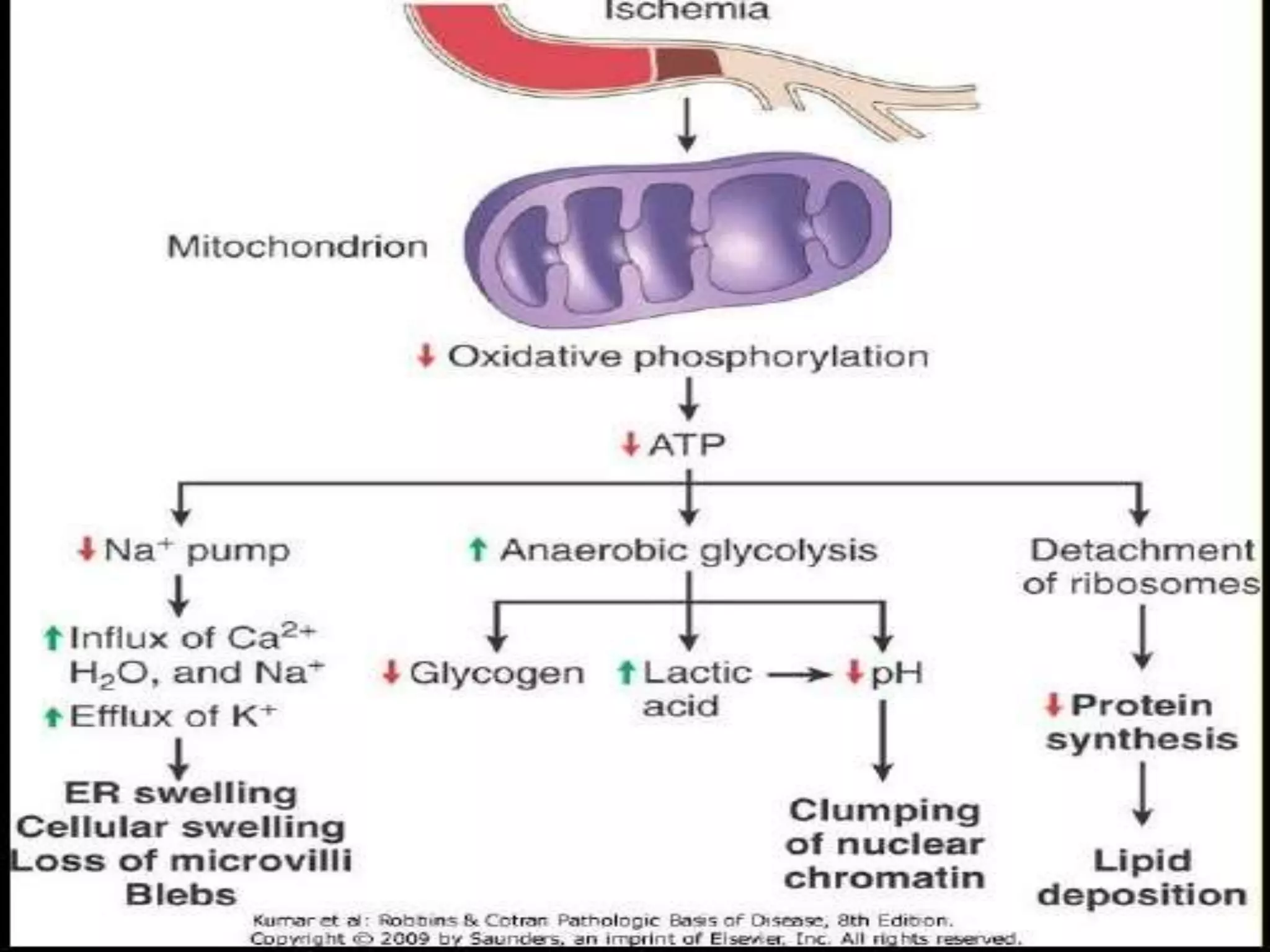 Cell injury etiology and pathogenesis | PPTX